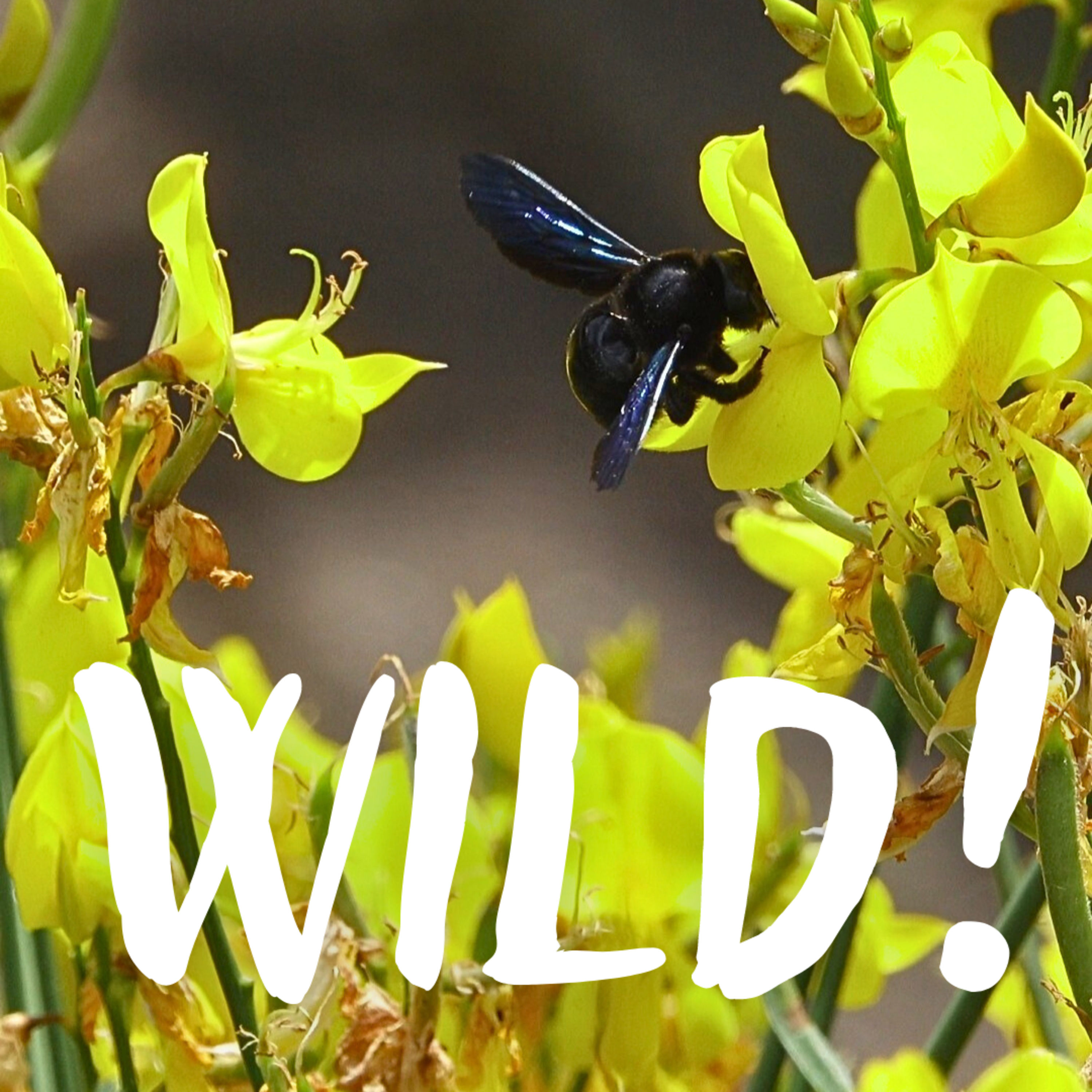 Die bunte Welt der Wildbienen - Wild! | RTL+ Die bunte Welt der Wildbienen - Wild! | RTL+