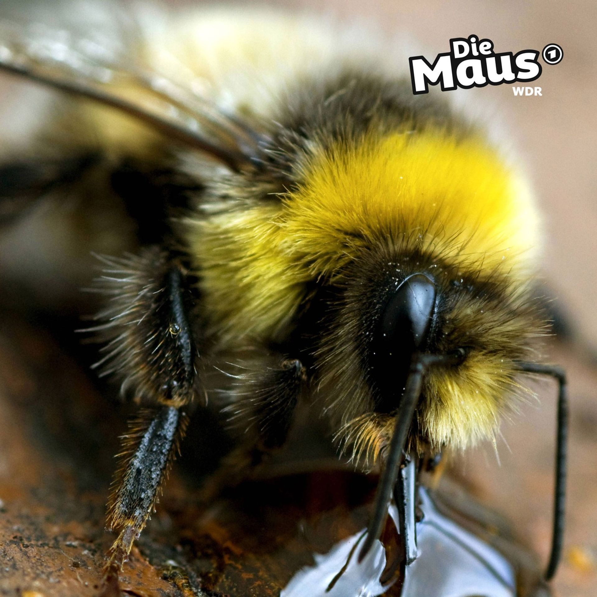 Schottland: Hummeln bauen Nester zu früh - MausZoom – Kindernachrichten ...